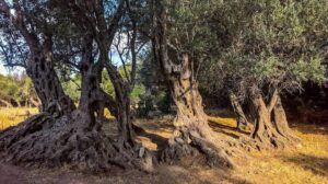 Trail #1 – The Oldest Olive Tree in the World - Naxos Explorer